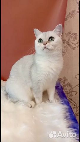 Серебристая бритаская шиншилла