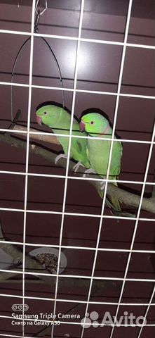 Попугаи ожереловые