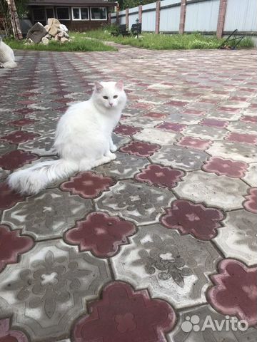 Красивый белый котик