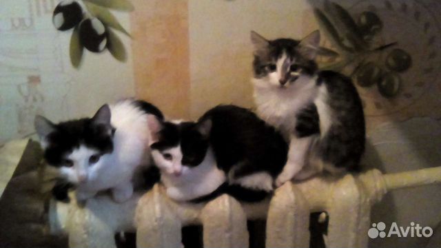 Котята сибирской кошки