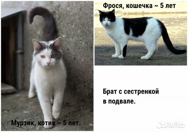 Брат и сестренка, в надежде на чудо