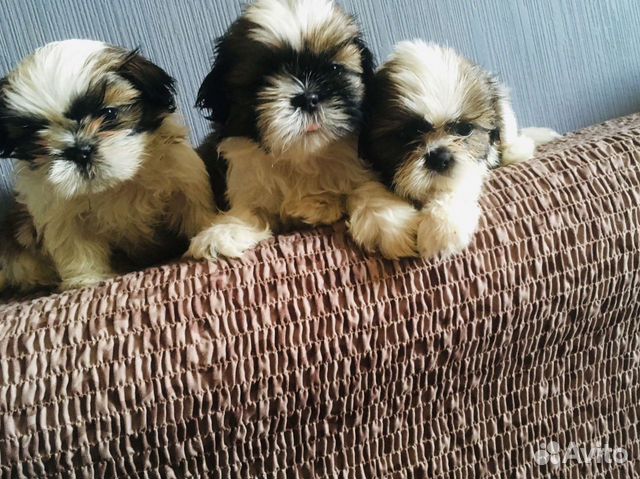 Щенки Ши-тцу