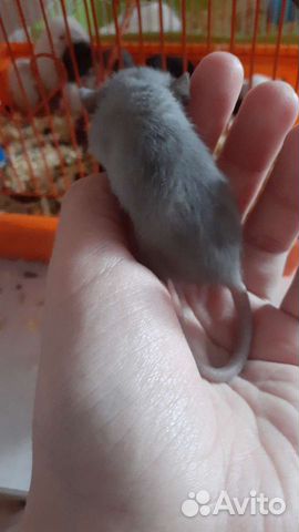 Крыски маленькие