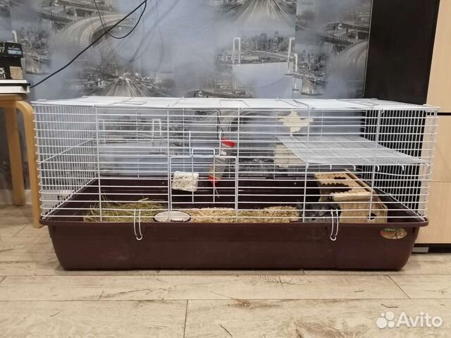 Шиншиллы