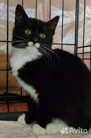 Котёнок