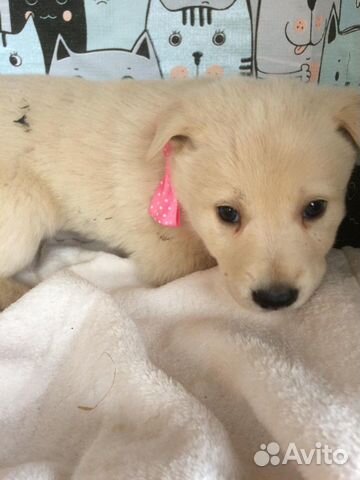 Щенок ищет дом