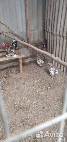 Карликовые куры(бентамки)