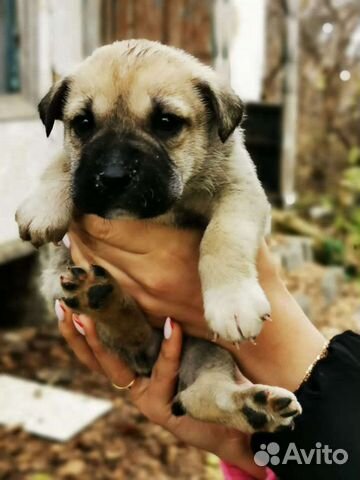 Собака в добрые руки