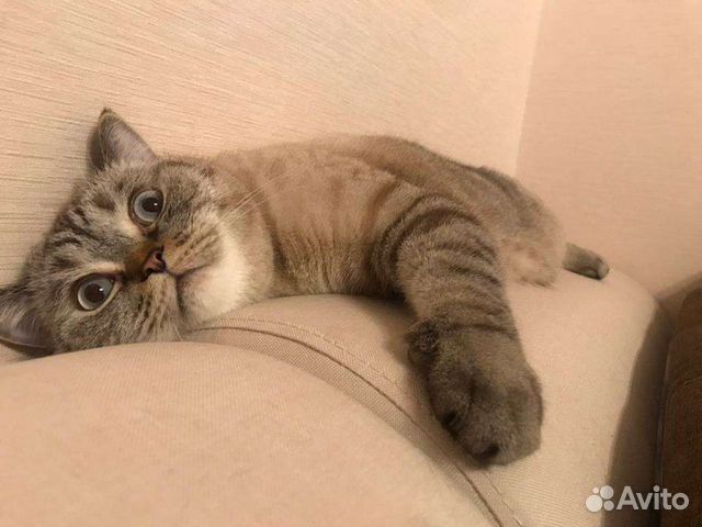 Кошки шотландцы