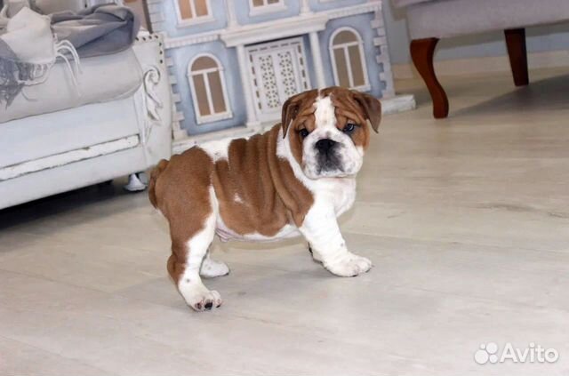 Кекс - Сладкий Мальчик