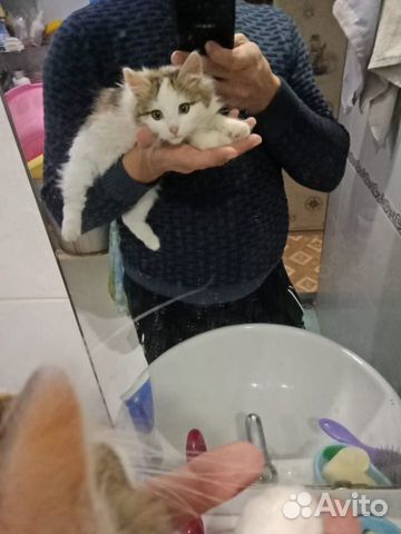 Кошка примерно 3 мес