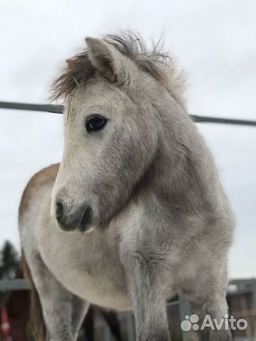 Лошадь пони
