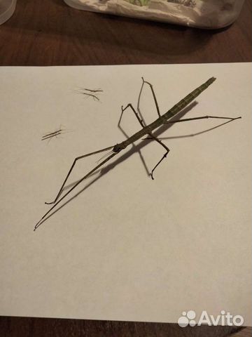 Палочник аннамский