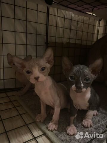 Канадский красавец