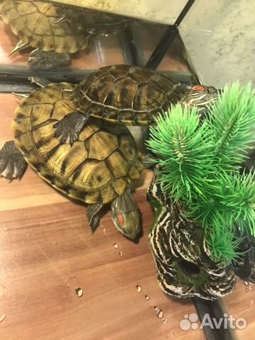 Красноухая черепаха с аквариумом. Отдам в хорошие