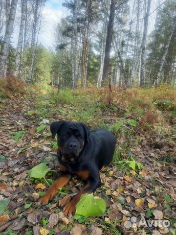 Вязка ротвейлера