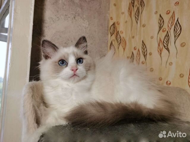 Котята рэгдолл девочка