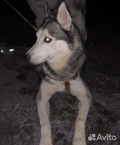 Собаки бесплатно хаски