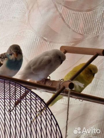 Волнистый попугай самки