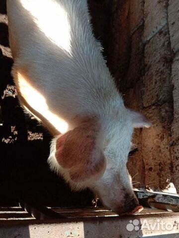 Кабан на мясо