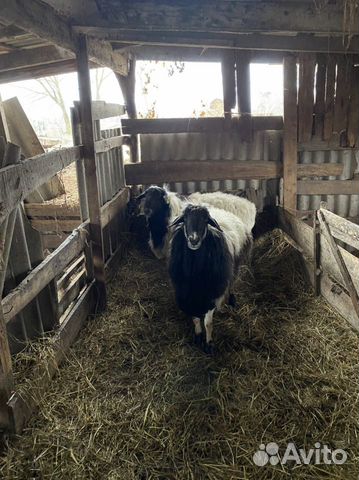 Эдельбаевские бараны