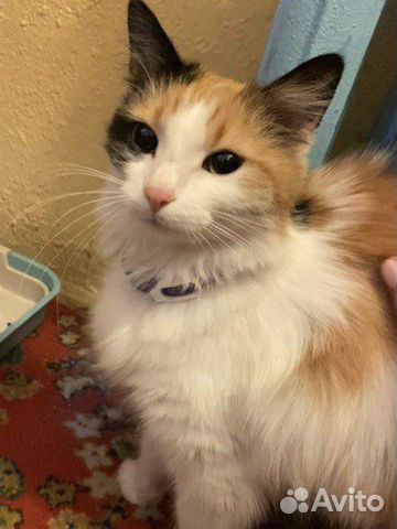 Воспитанная кошка ищет дом