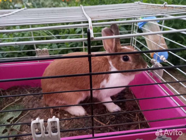 Декоративная крольчиха