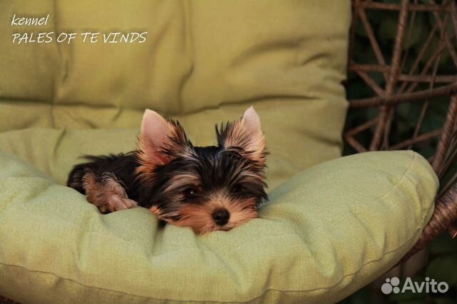 Продам щенка йоркширского терьера
