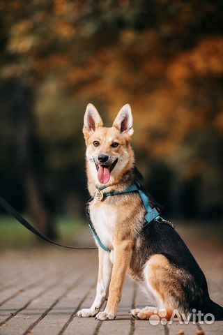 Собака Елка в добрые руки