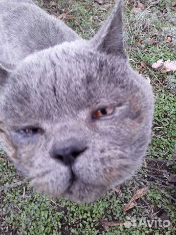 Кот-горемыка