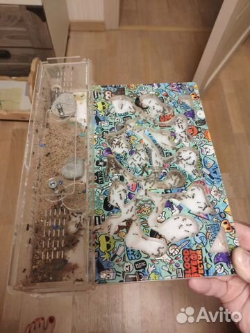 Муравьиная ферма с муравьями