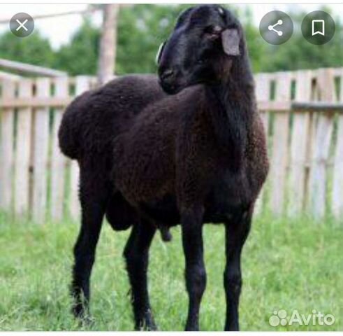 Мясо баранины