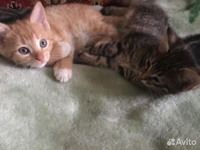 Кошки в добрые руки