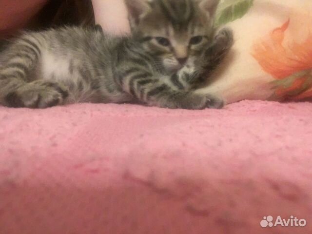 Милые малыши ищут семью Привет всем А у нас подрос