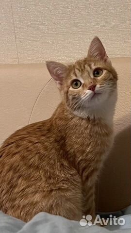 Котёнок рыжий (девочка 3 мес)
