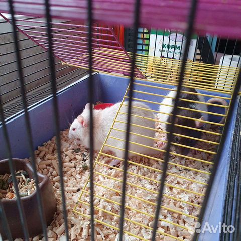 Крыса с клеткой