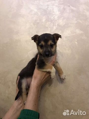 Кнопа ищет семью