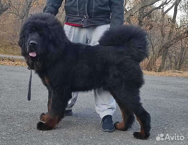 Тибетский мастиф