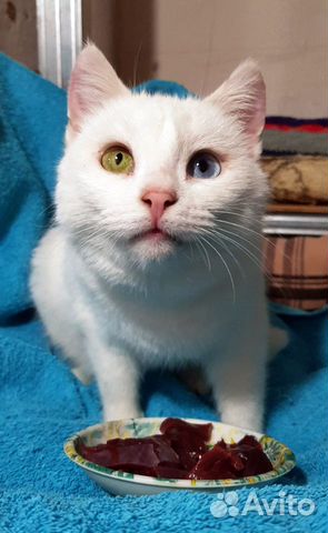 Кошечка Снежка - сама любовь