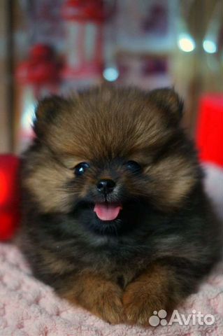 Щенки шпица