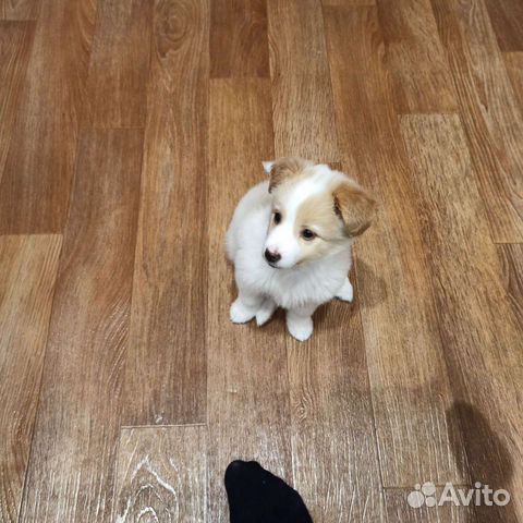 Собаки щенки