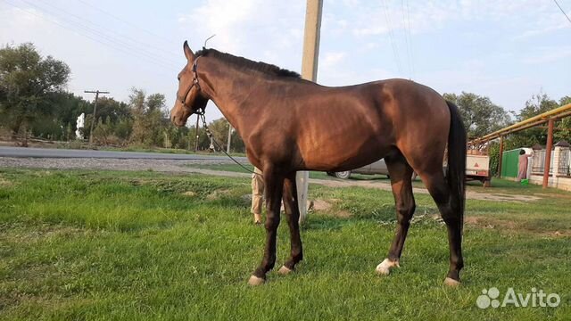 Лошадь жеребец