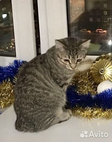 Котенок тигровый