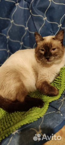 Кот бесплатно