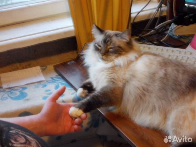 Приму в дар котенка