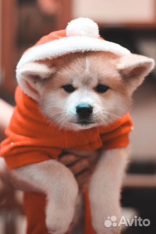 Мишки акита ину