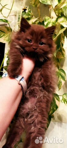 Шотландская длиннош.-Аленка 2 мес