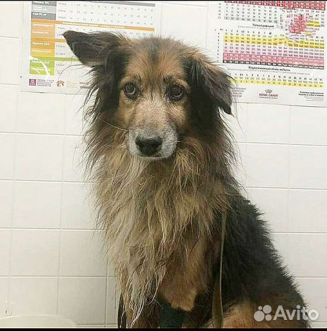 Собака кобель приученный к выгулу