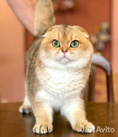 Кот скоттиш-фолд золотая шиншилла