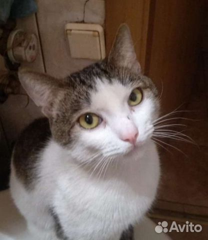 Молодой котик ищет дом